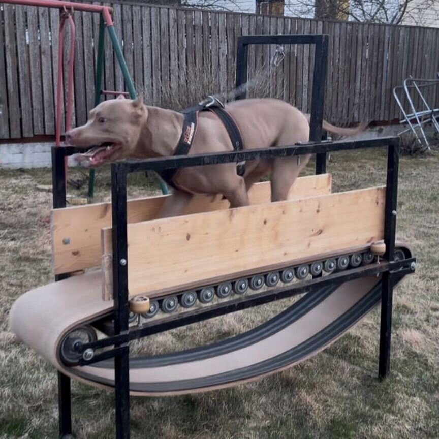 Беговая дорожка для собак бу