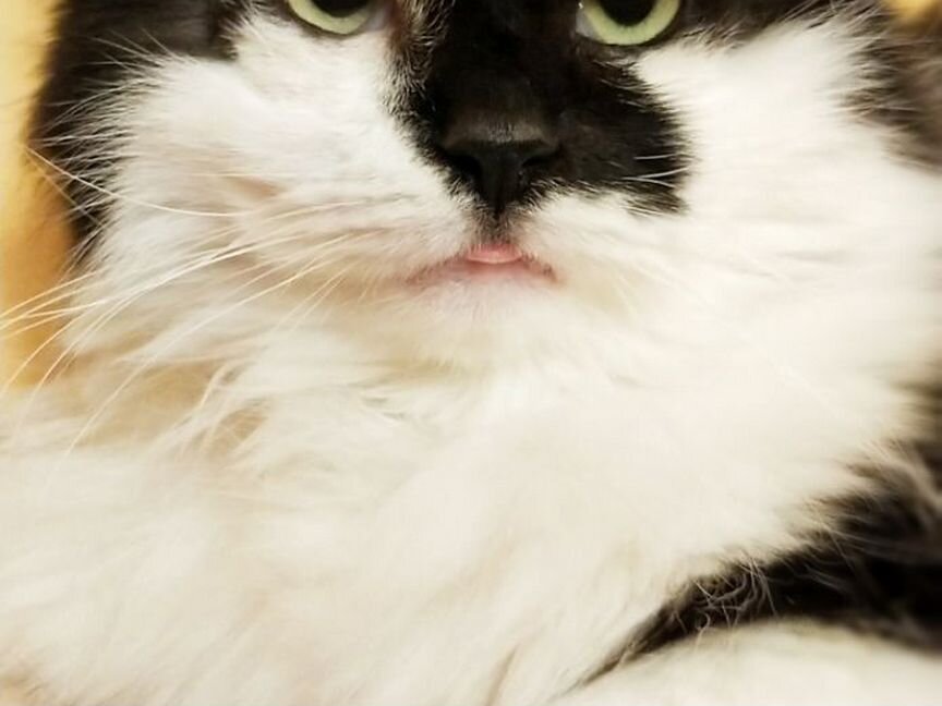Кот Филя грустит