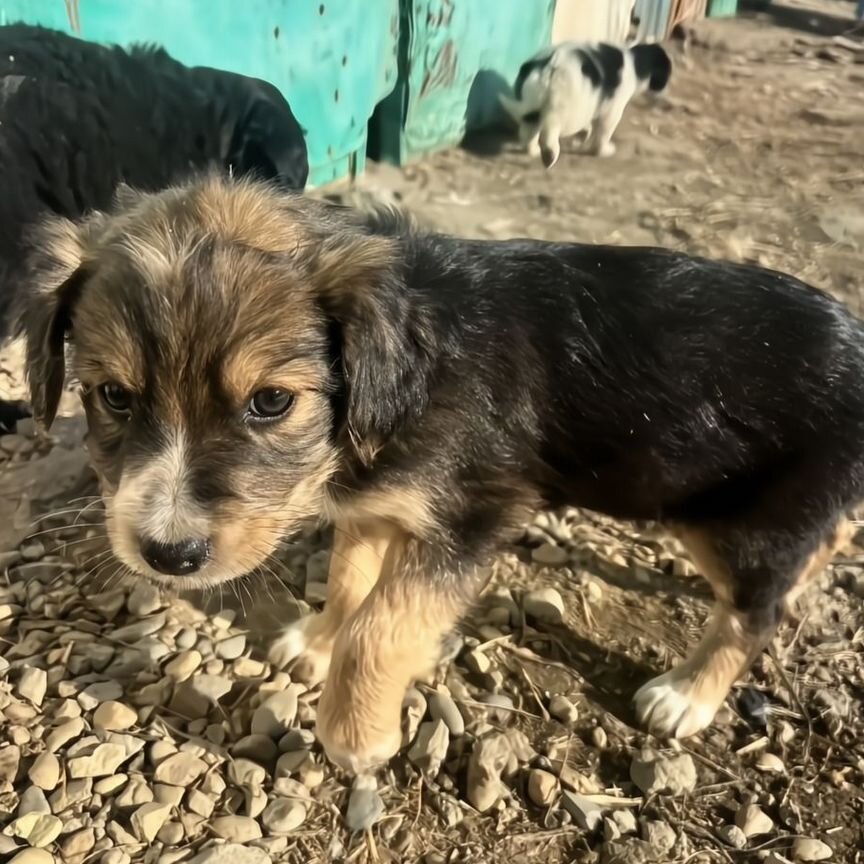 Щенок в добрые руки