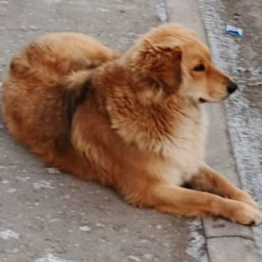 Взрослая собака в добрые руки