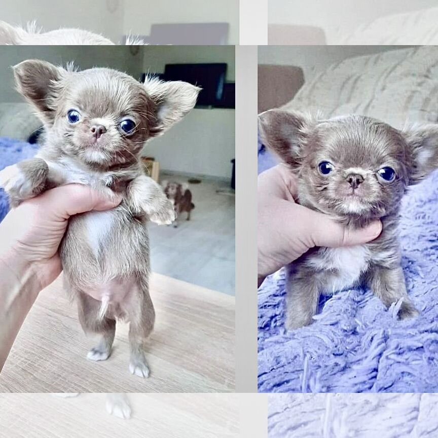Лиловый мальчишечка
