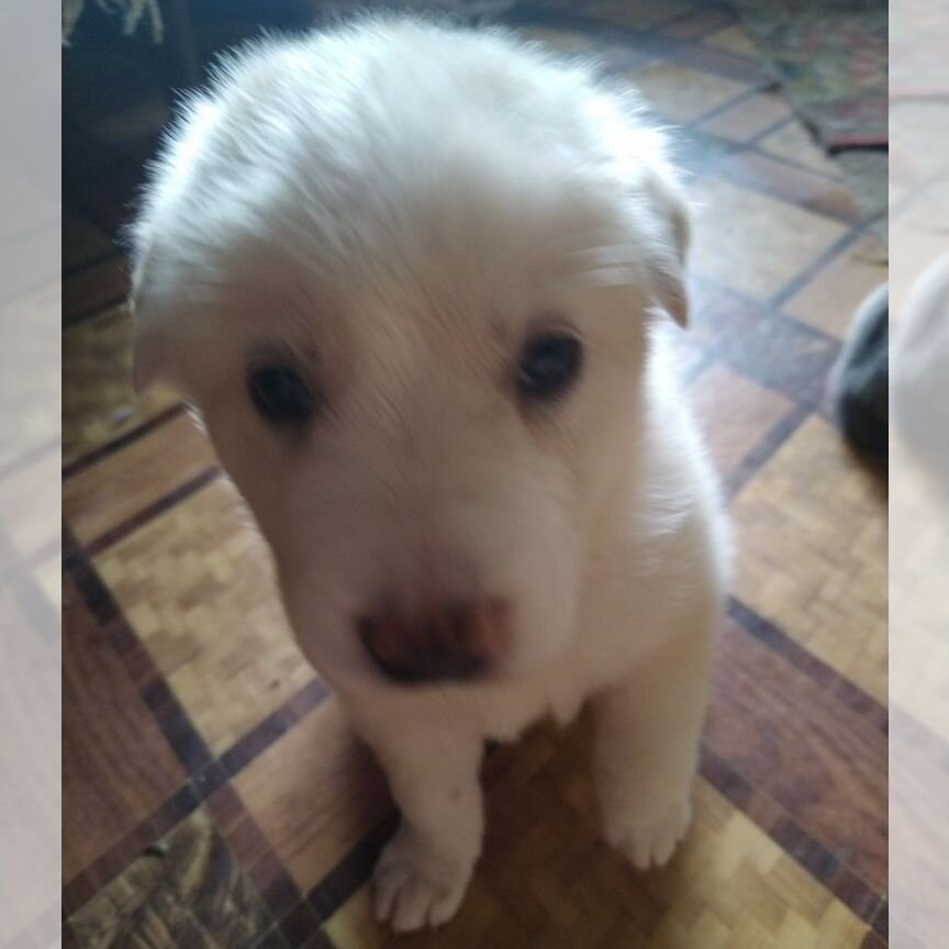 Щенок от частного владельца