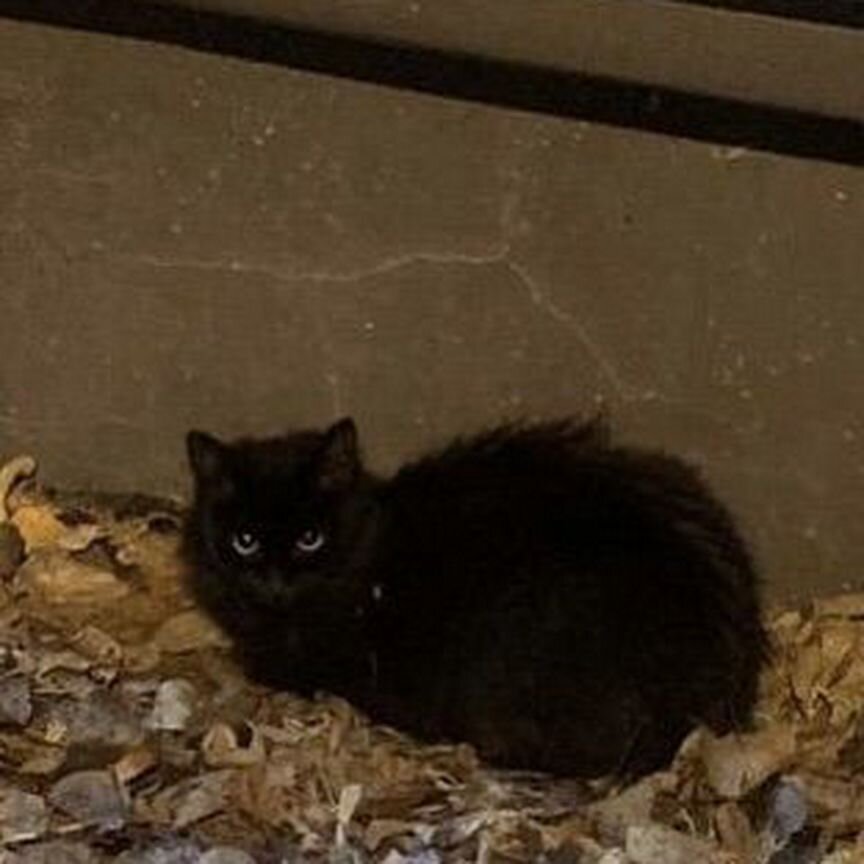 Котик в добрые руки