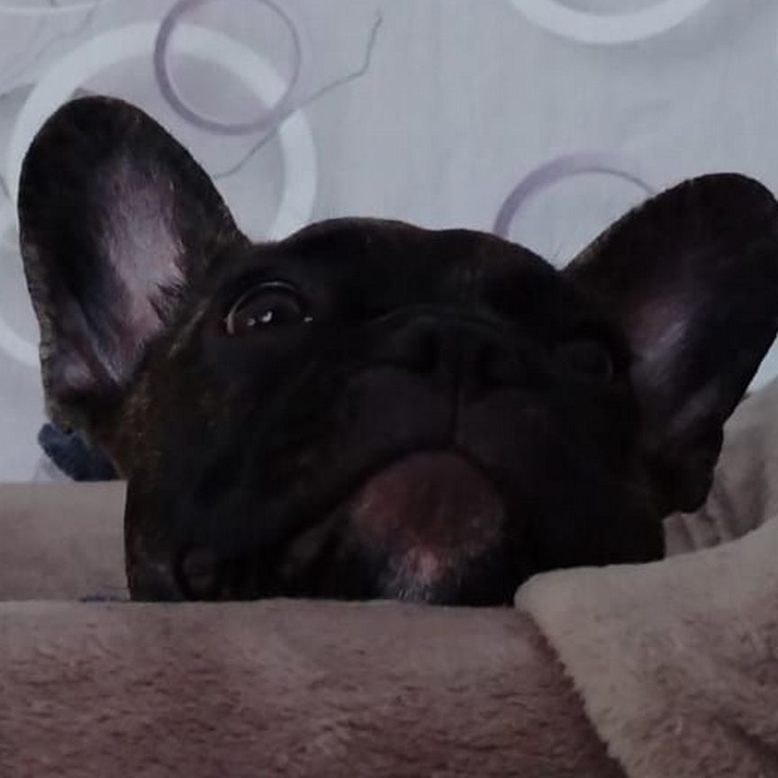 Французский бульдог, щенок