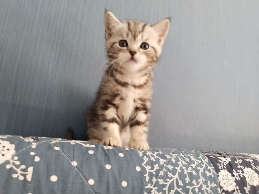 Шотландские котята