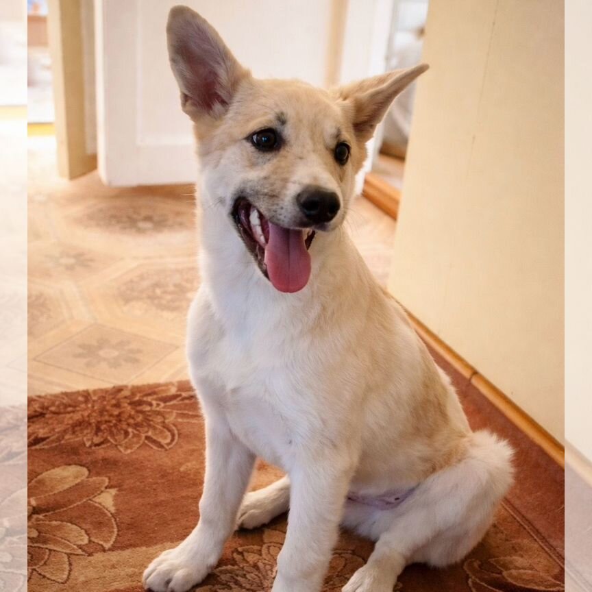 Щенок в добрые руки