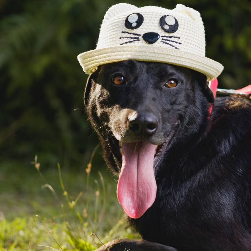 Собака в добрые руки отдам бесплатно