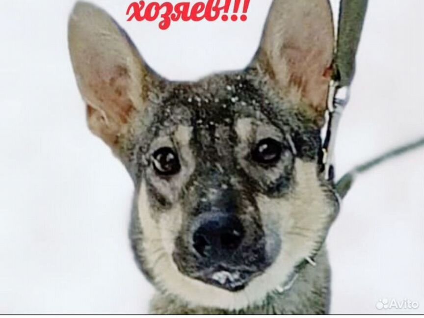 Ласковая собачка Кари (стерелизована)