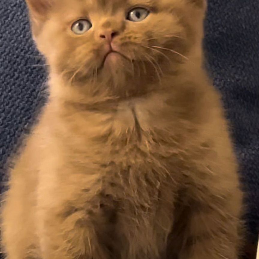 Британский короткошёрстный котёнок