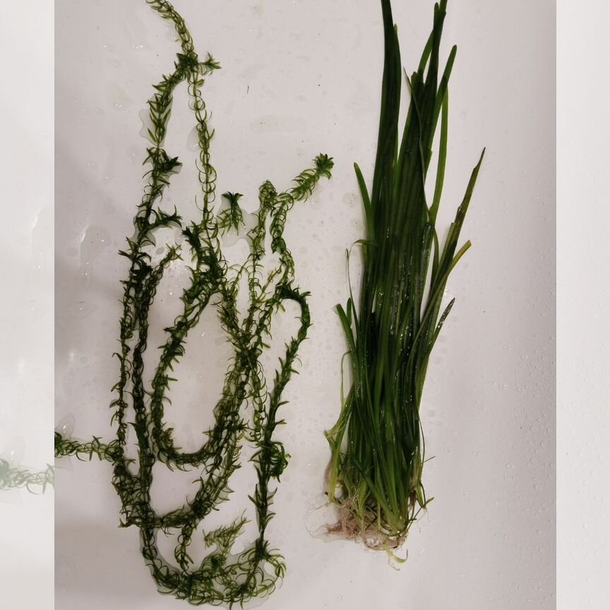 Аквариумное растение