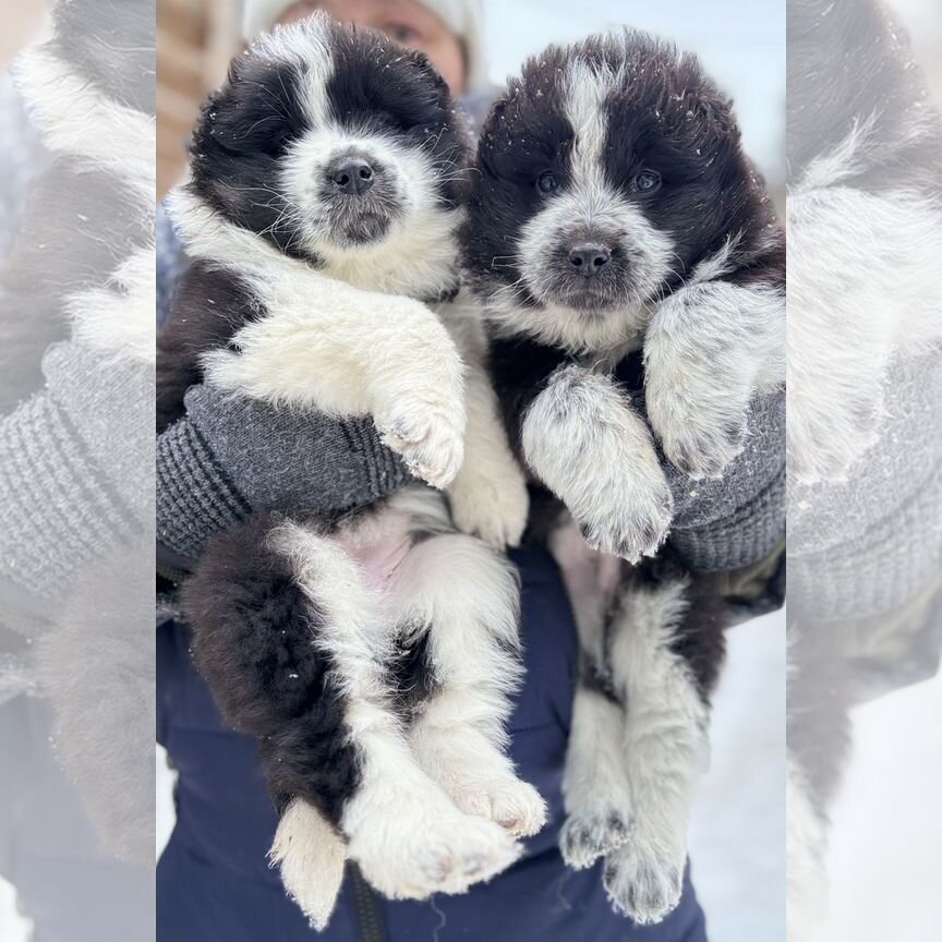 Щенок в добрые руки