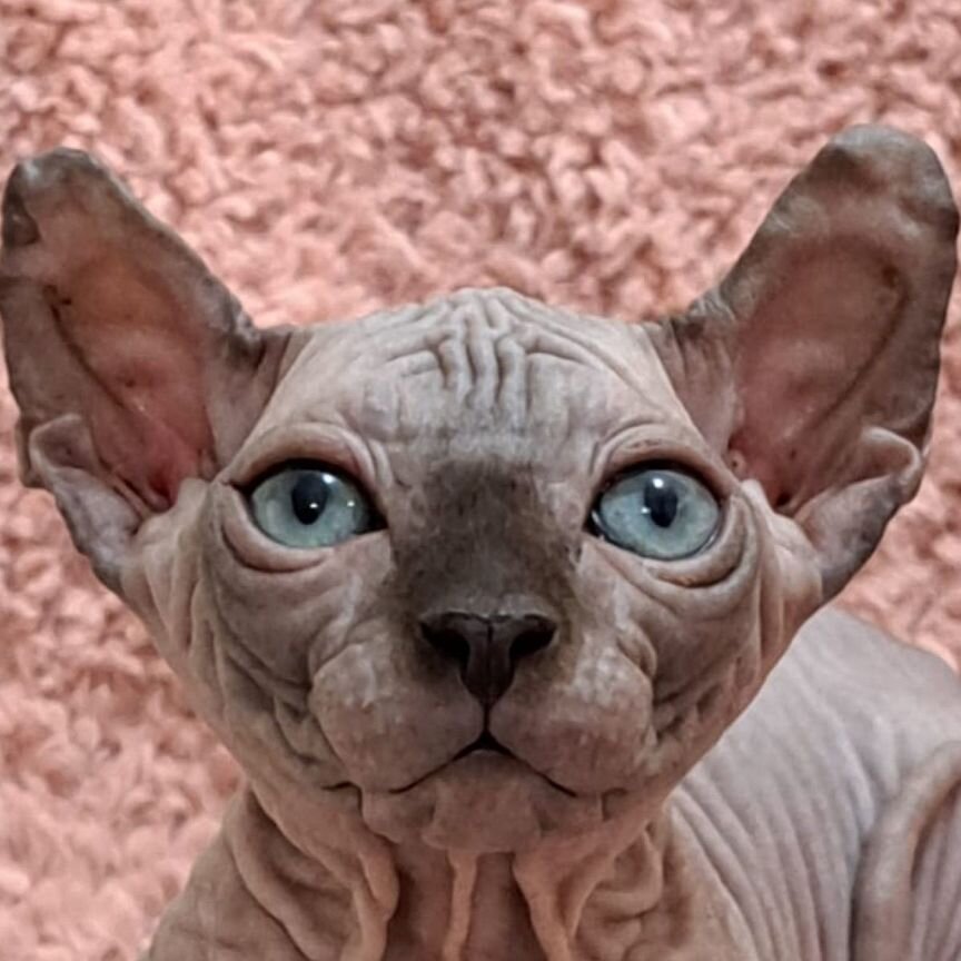 Эльф котенок сфинкс кот