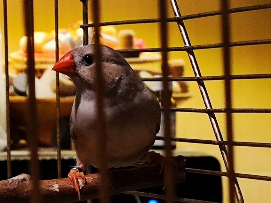 Самка зебровой амадины