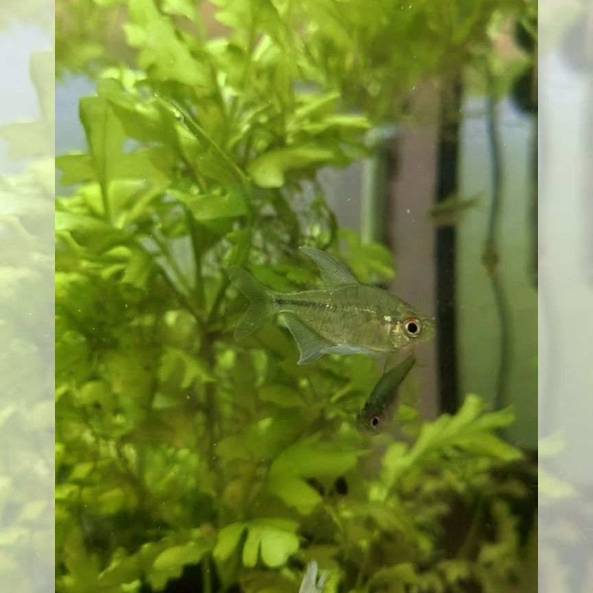 Тетра бриллиантовая