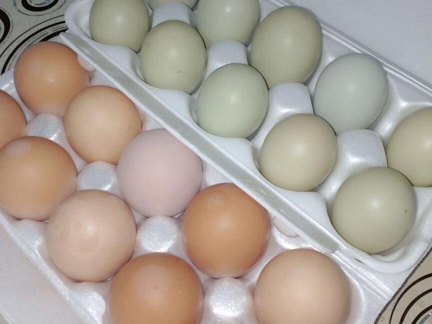 Домашние куриные яйца инкубационные