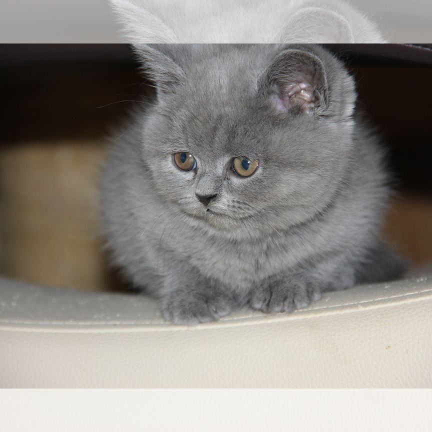 Британские котята