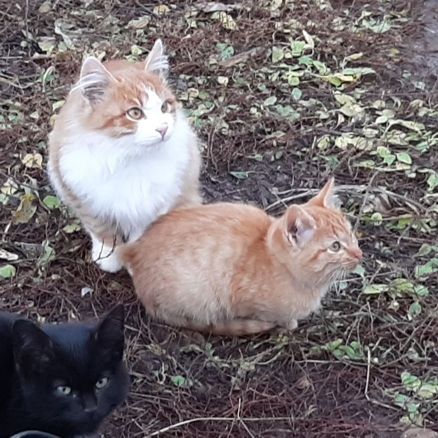Котята в добрые руки бесплатно