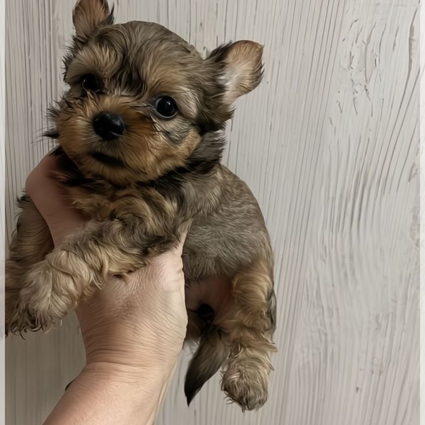 Бивер-йоркширский терьер, щенок