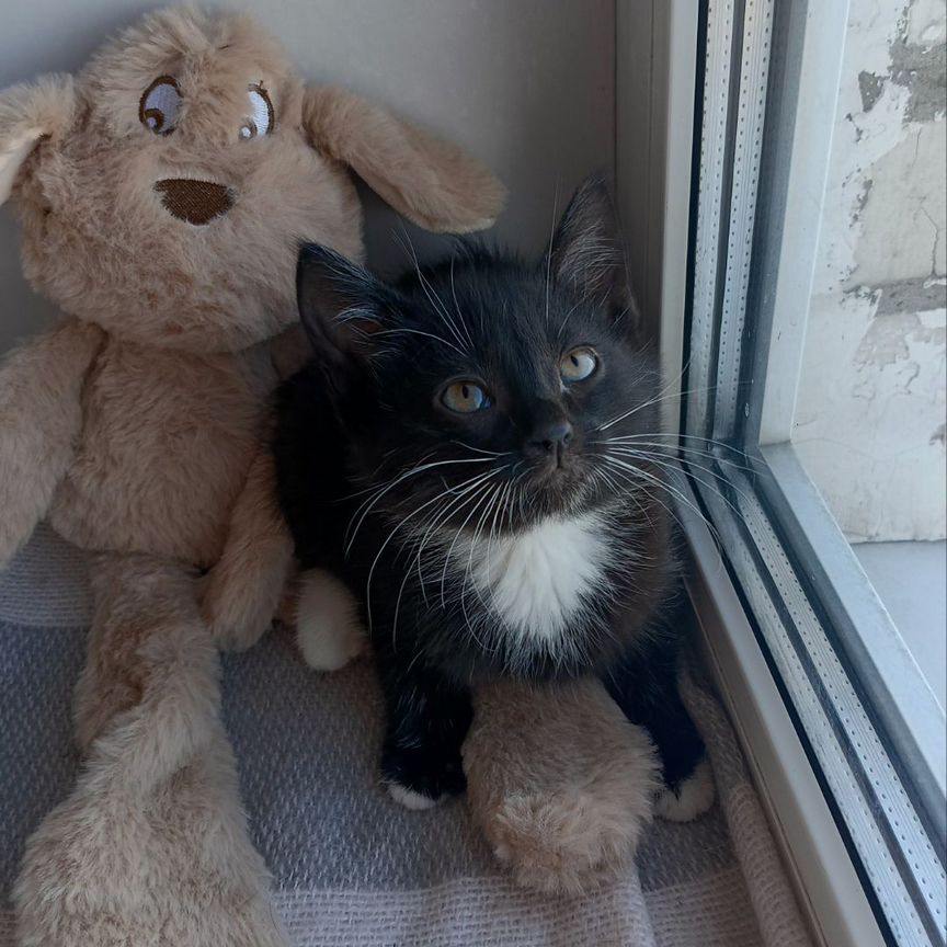 Котёнок мальчик