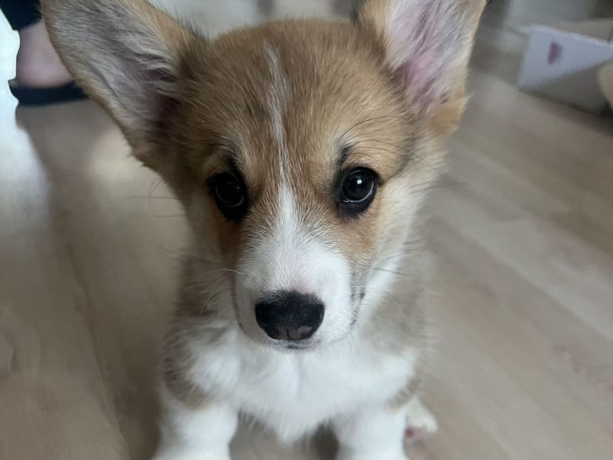 Щенок вельш корги пемброк