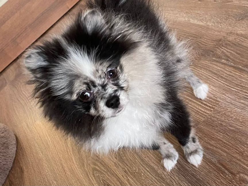 Померанский шпиц