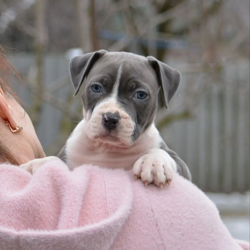 Американский стаффордширский терьер, щенок