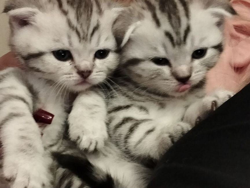 Шотландские красивущие котята