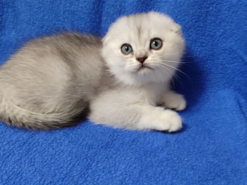 Шотландский вислоухий котик