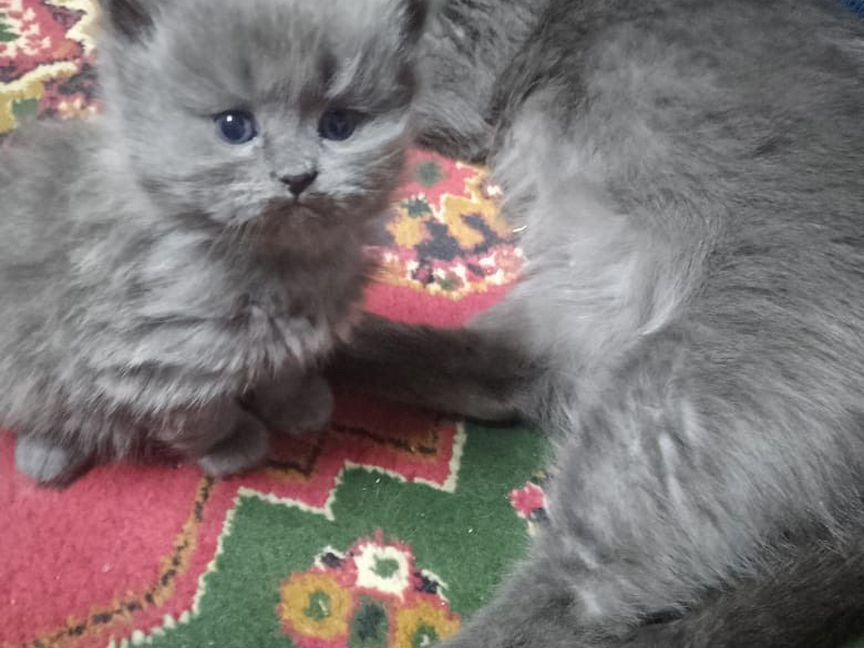 Котята