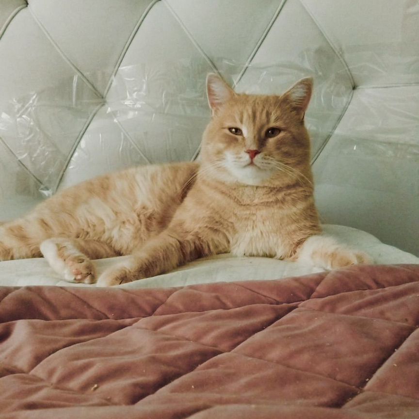 Котик Бруно ищет семью