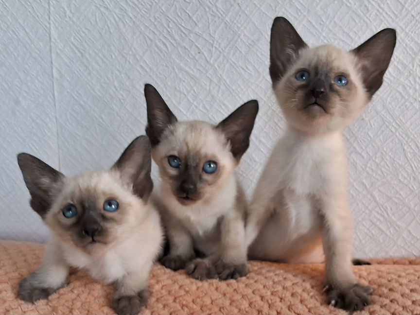 Продам ориентальных котят