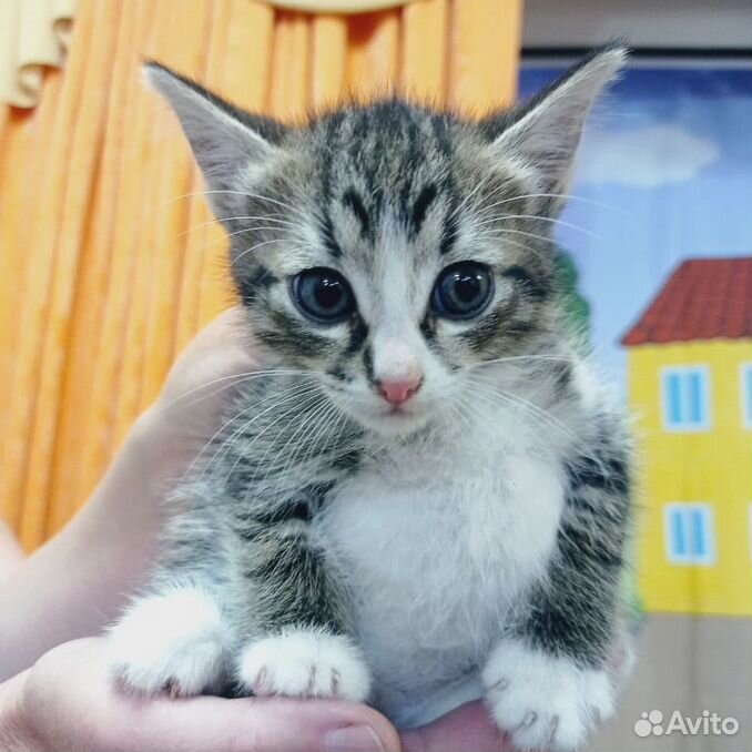 Котятам нужен дом или передержка. Некуда идти