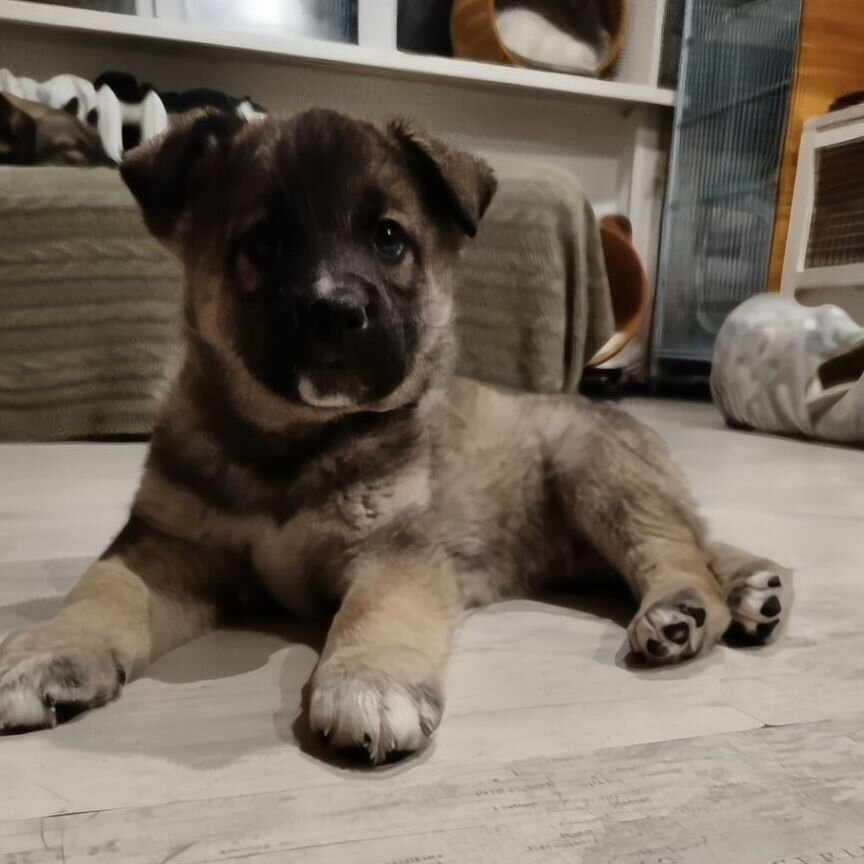 Щенок в добрые руки