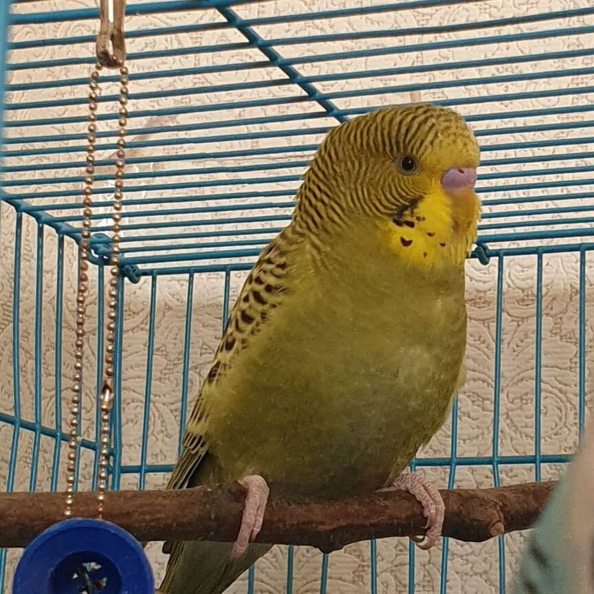 Волнистый попугай