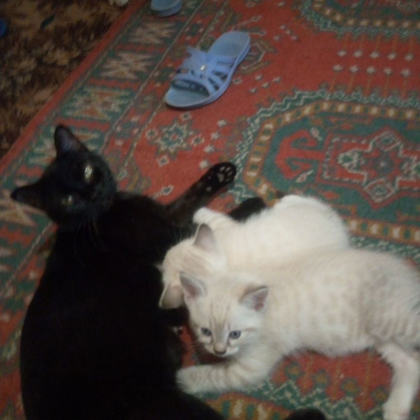 Отдам котят в добрые руки г. Омск
