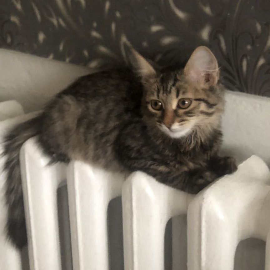 Отдам в добрые руки маленькую кошечку