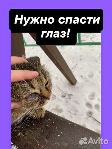 Кошке нужно спасти глазик