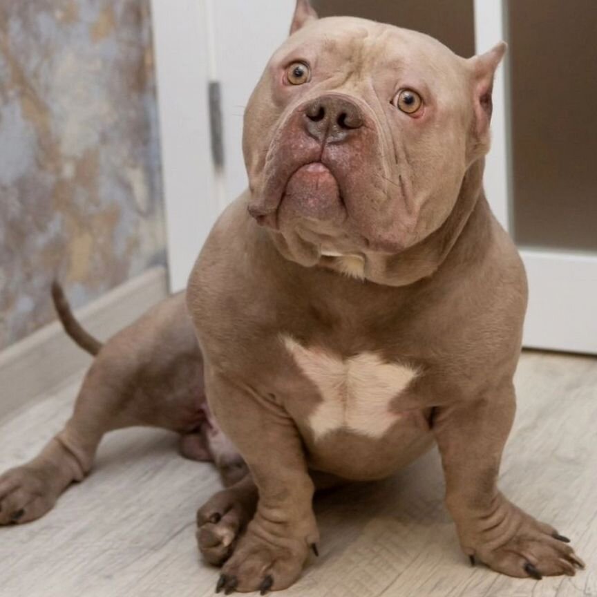 Американский булли в добрые руки