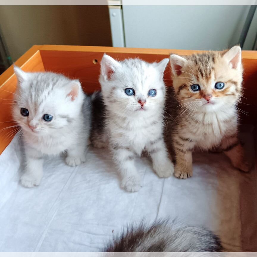 Три кота серебро и мрамор