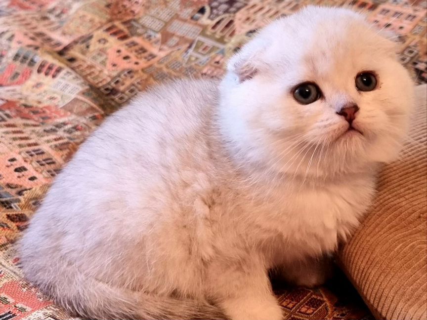 Очаровательные серебристые котята