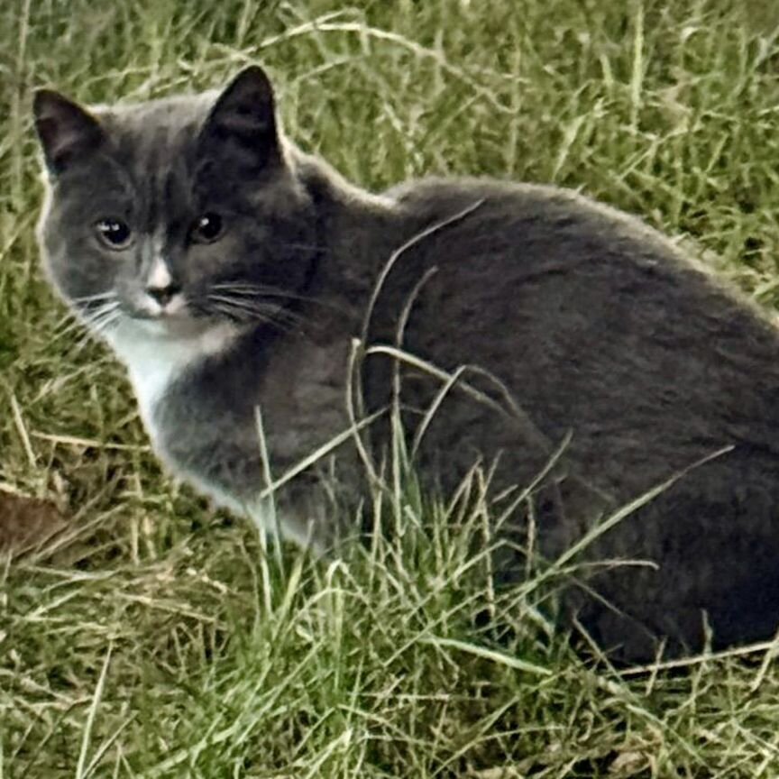 Взрослый кот в добрые руки