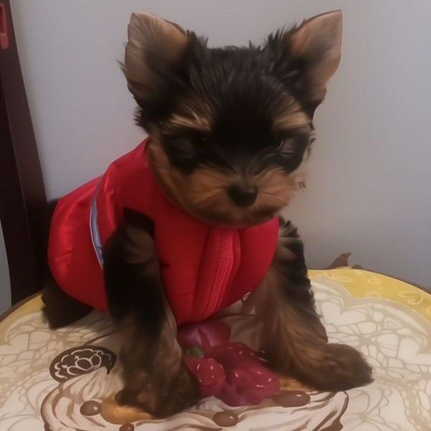 Йоркширский терьер, щенок