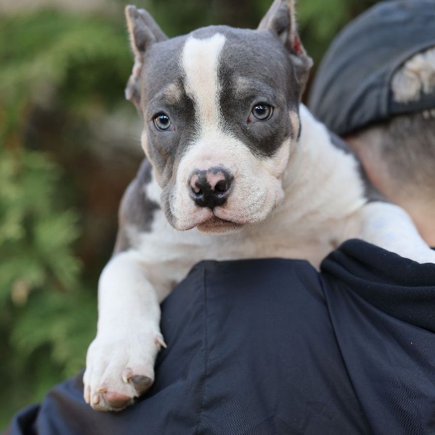 Супер Американский Булли покет мальчик