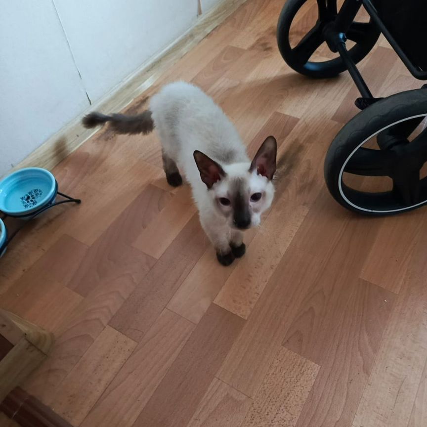 Сфинкс браш кот