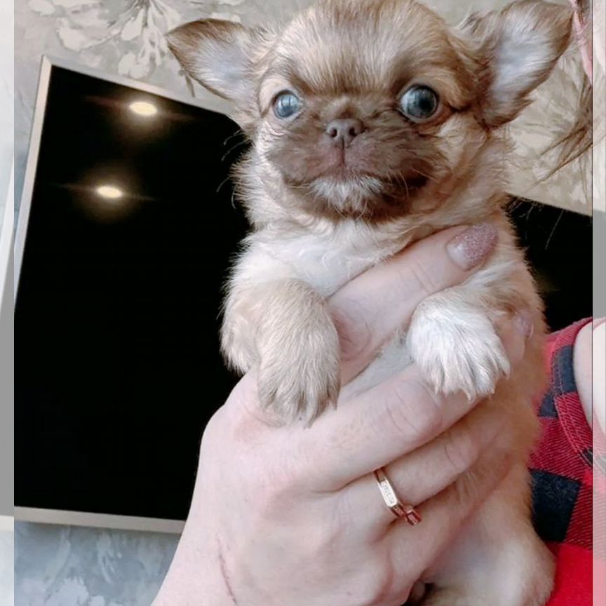 Чихуахуа, щенок
