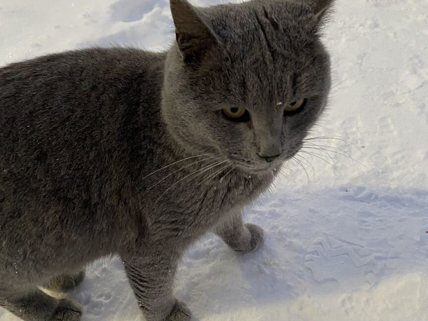 Кошка, заберите пожалуйста