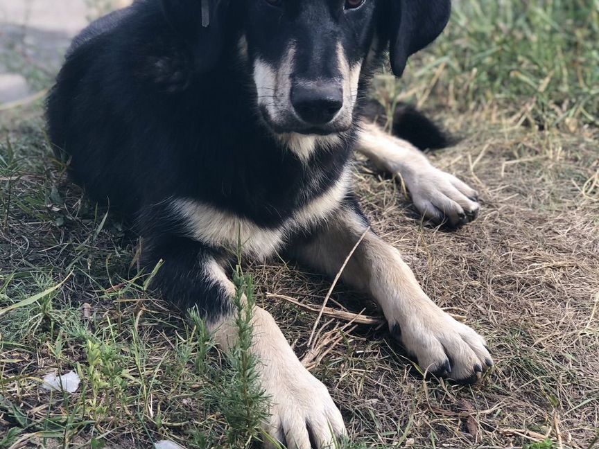 Собака ищет дом