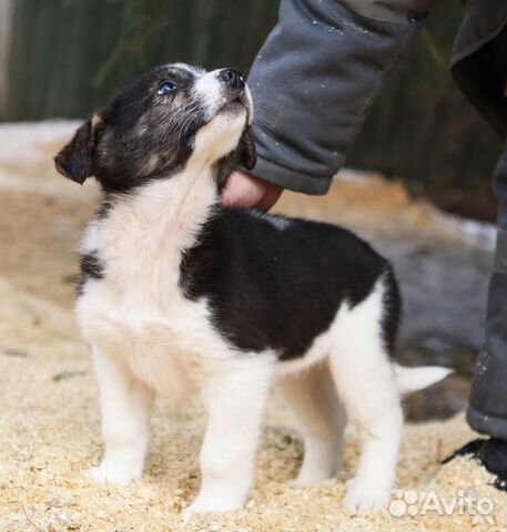 Балу щенок в семью