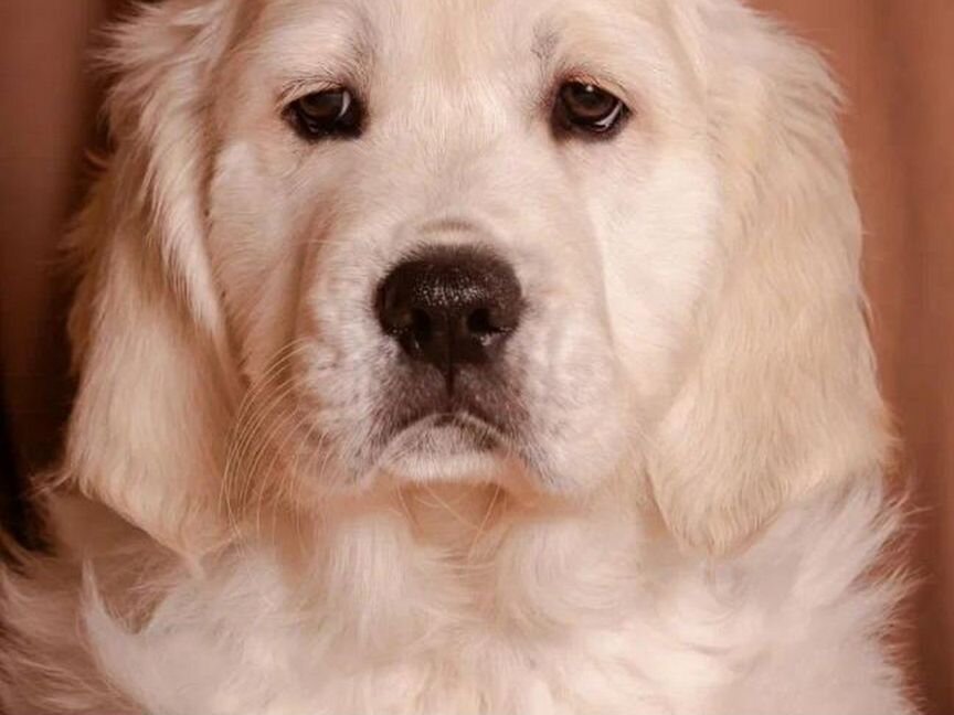 Золотистый ретривер