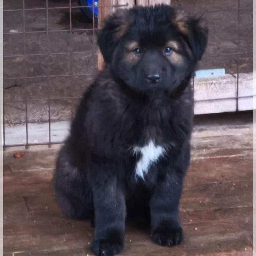 Щенок Монголдога, девочка, 2,5 месяца
